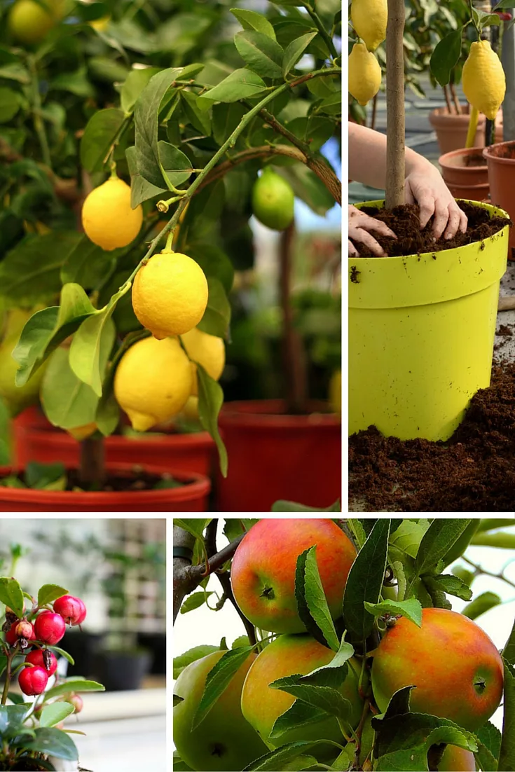 10 Easy DIY Small Garden Ideas for Tiny Spaces on a Budget