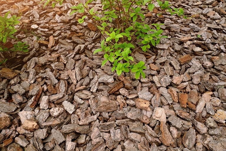 20 Mulch Alternatives for a Thriving Garden