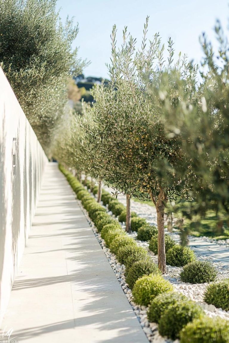 36 Olive Tree Landscaping Ideas for Mediterranean Charm