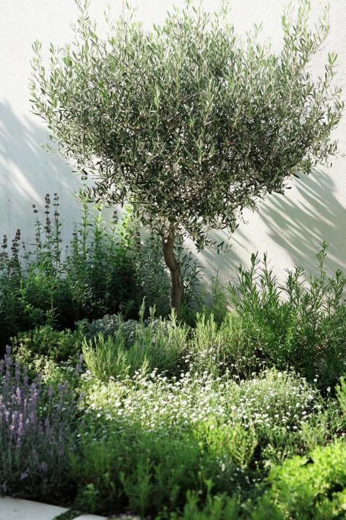 36 Olive Tree Landscaping Ideas for Mediterranean Charm