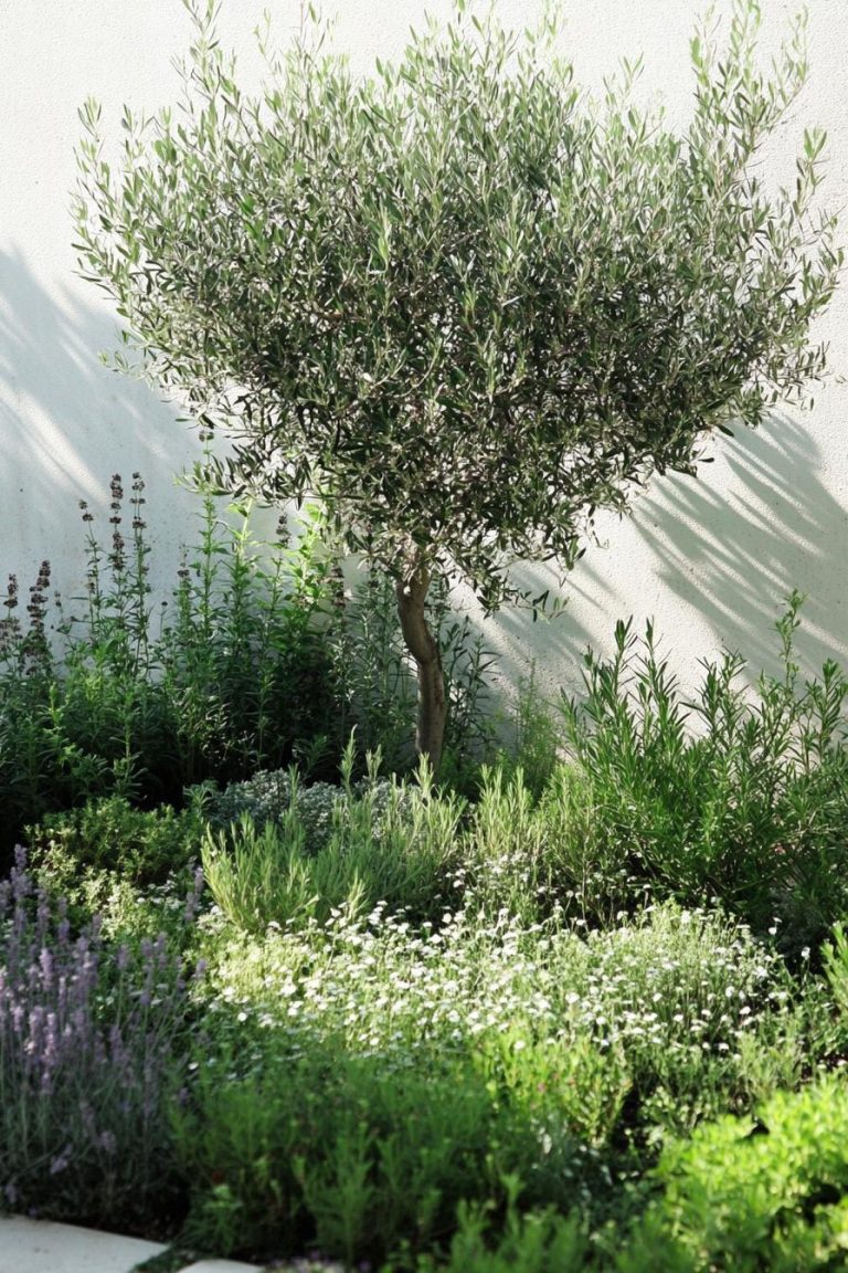 36 Olive Tree Landscaping Ideas for Mediterranean Charm