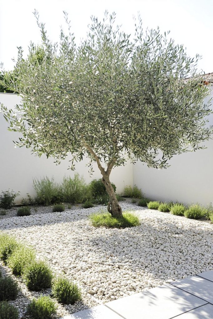 36 Olive Tree Landscaping Ideas for Mediterranean Charm