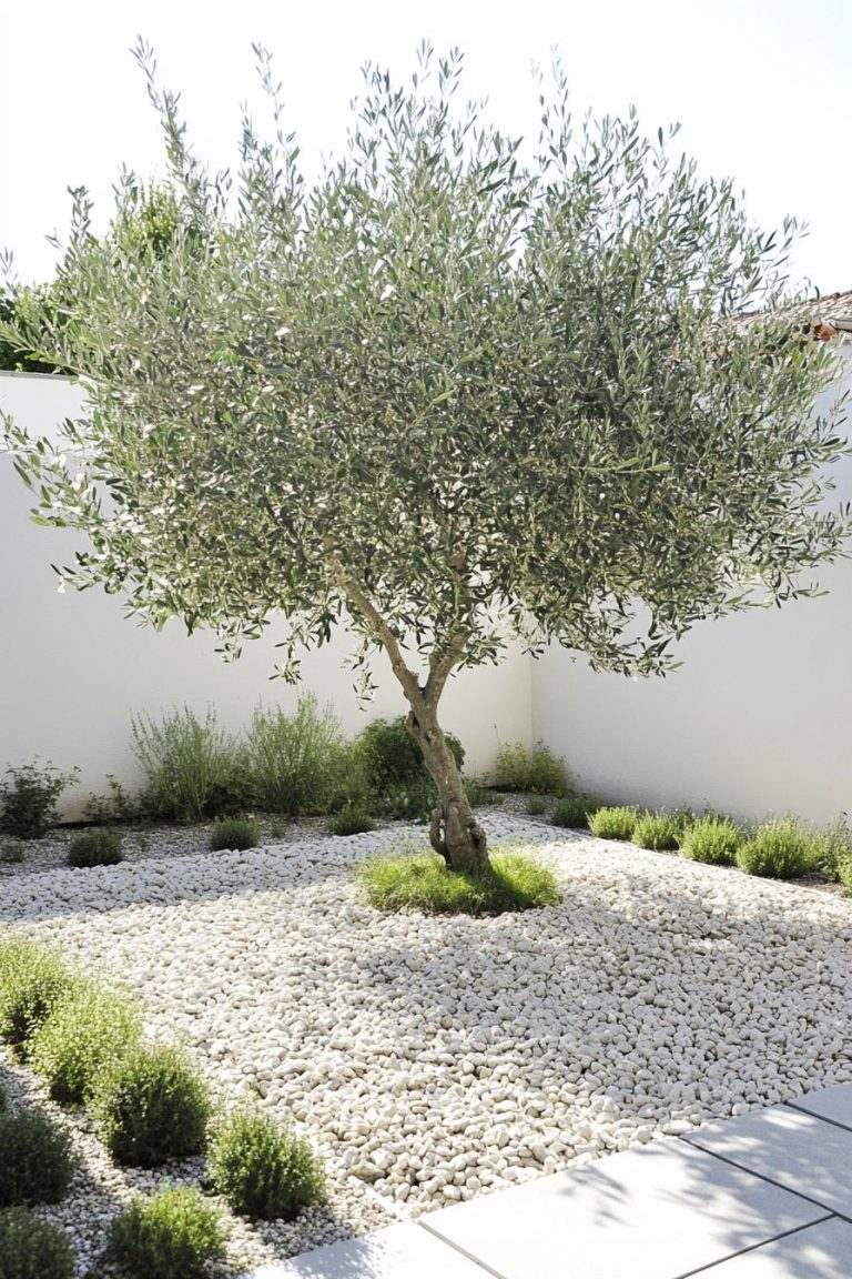 36 Olive Tree Landscaping Ideas for Mediterranean Charm