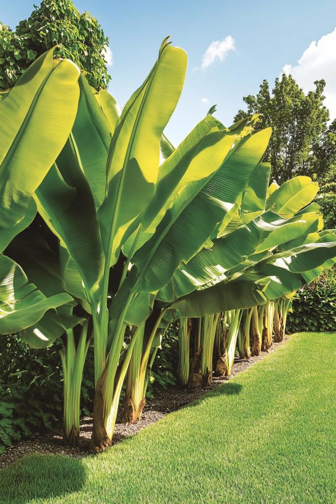 58 Stunning Tropical Landscape Ideas for a Lush Paradise
