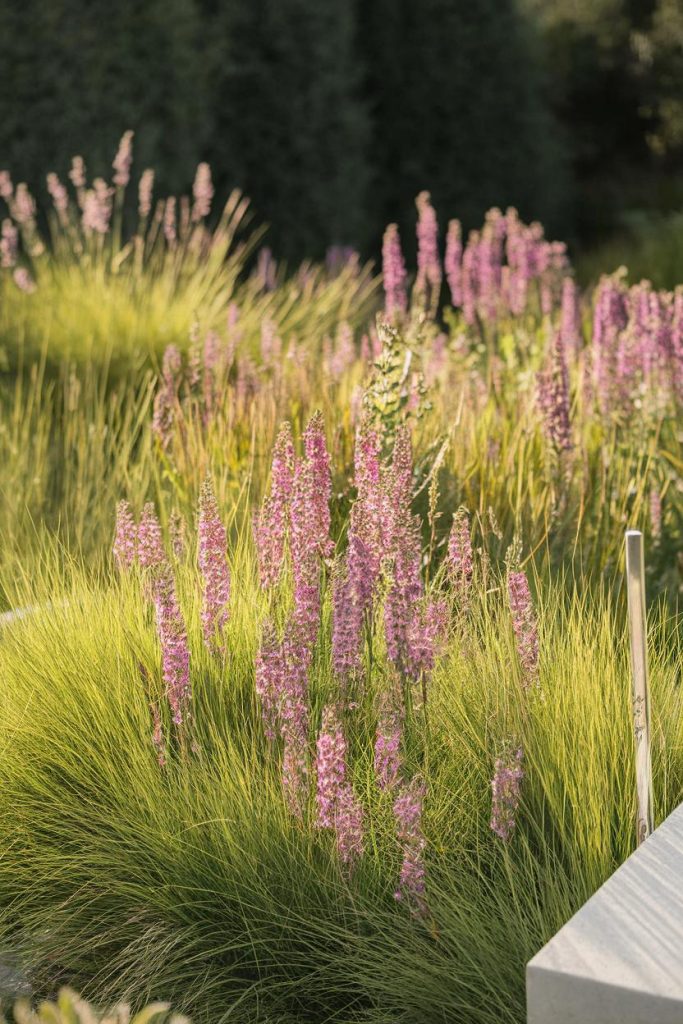 28 Meadow Garden Ideas for a Wild and Natural Look