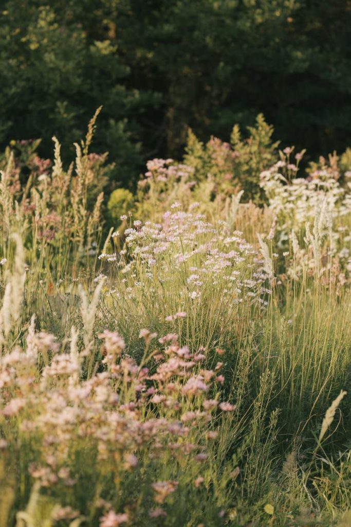 28 Meadow Garden Ideas for a Wild and Natural Look