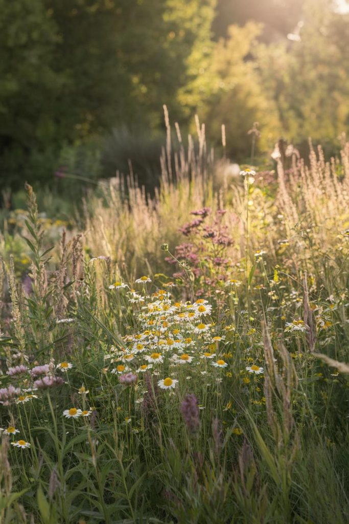 28 Meadow Garden Ideas for a Wild and Natural Look