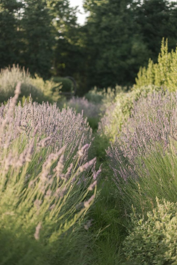 28 Meadow Garden Ideas for a Wild and Natural Look