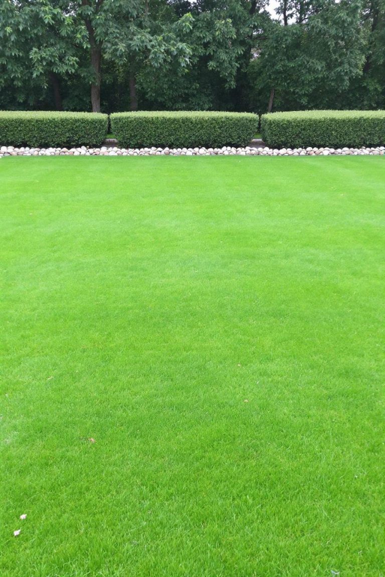 31 Lawn Edging Ideas That Will Edge Out Boredom