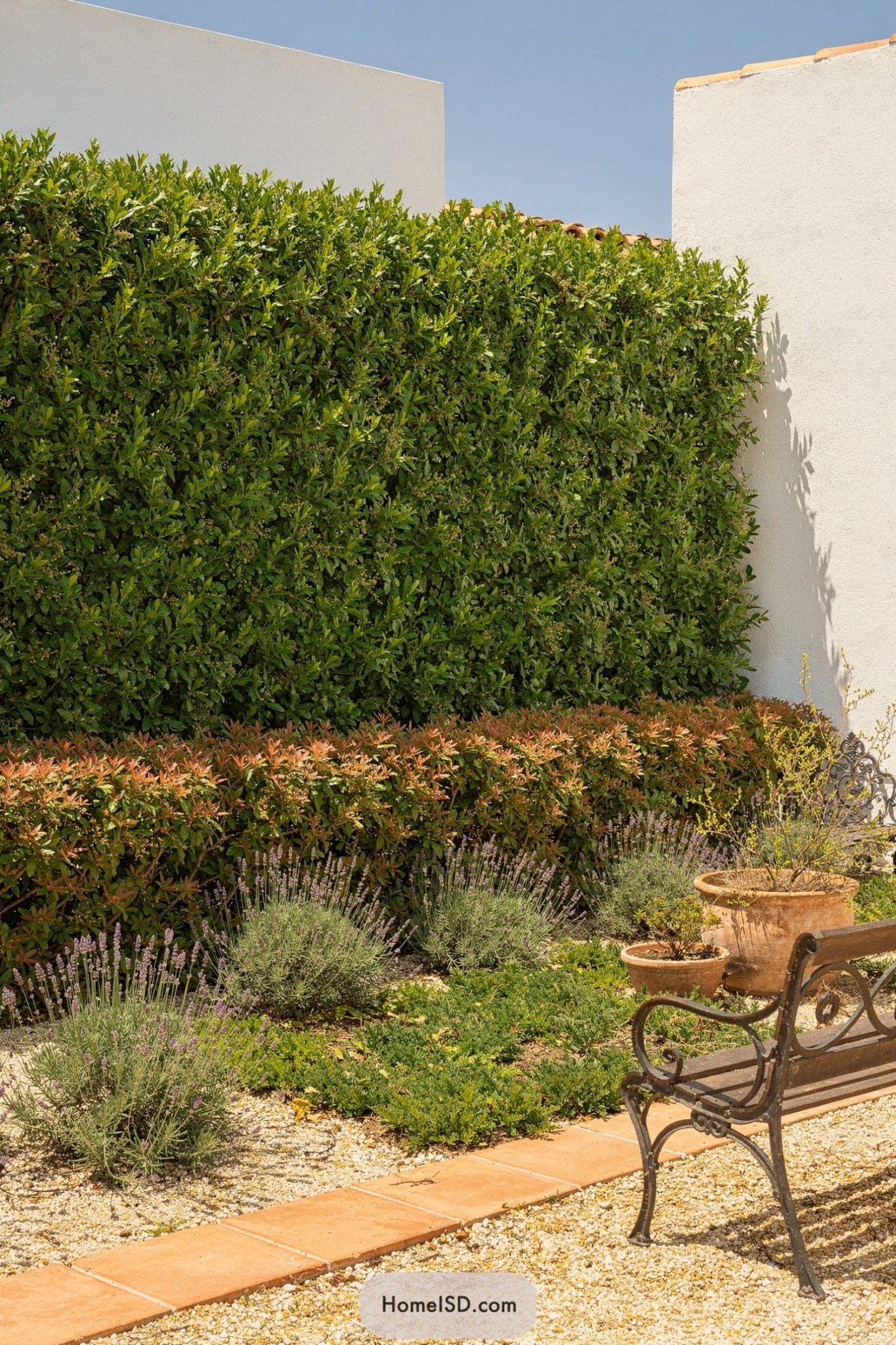 19 Mediterranean Yard Privacy Hedges for Peaceful Outdoor Retreats